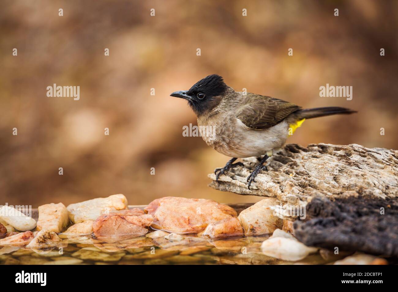 Dark capped Bulbul standing on a log at waterhole in Kruger National ...