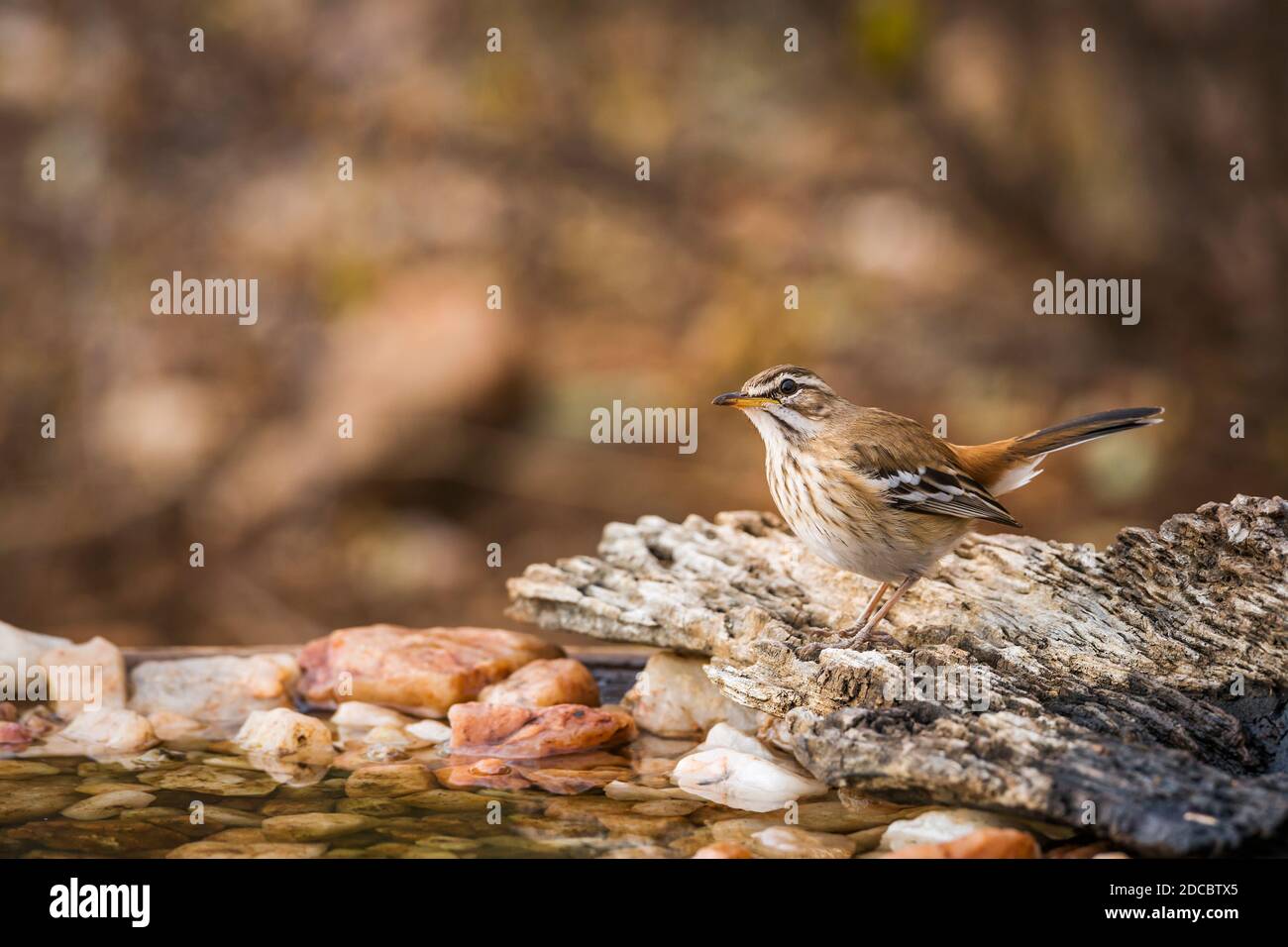 Red backed Scrub Robin standing at waterhole in Kruger National park ...