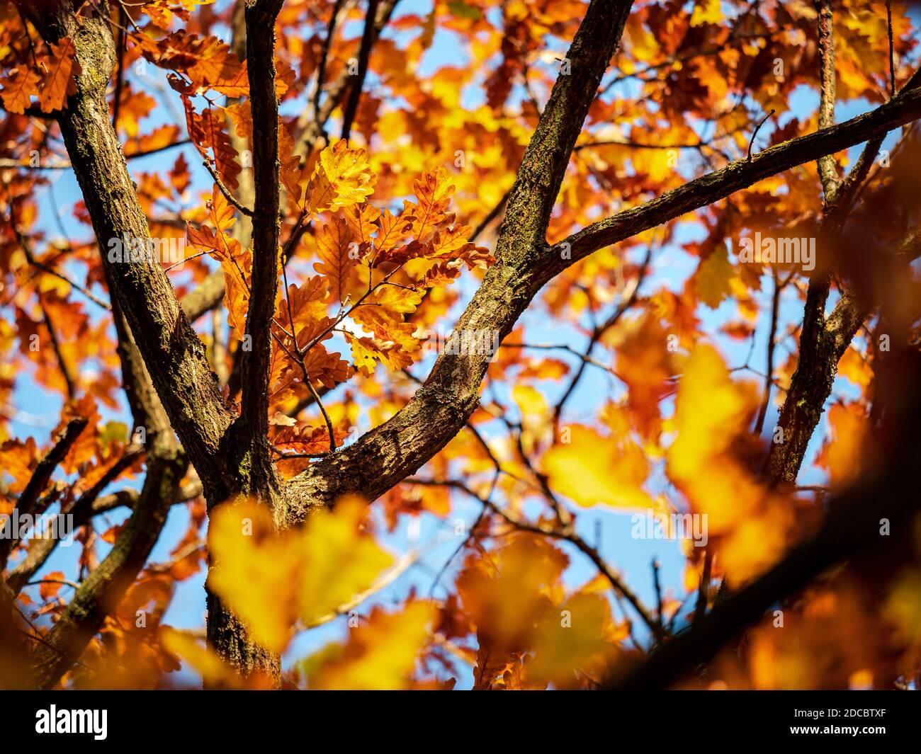 The stunning beauty of autumn leaves. Sunny weather in the forest ...