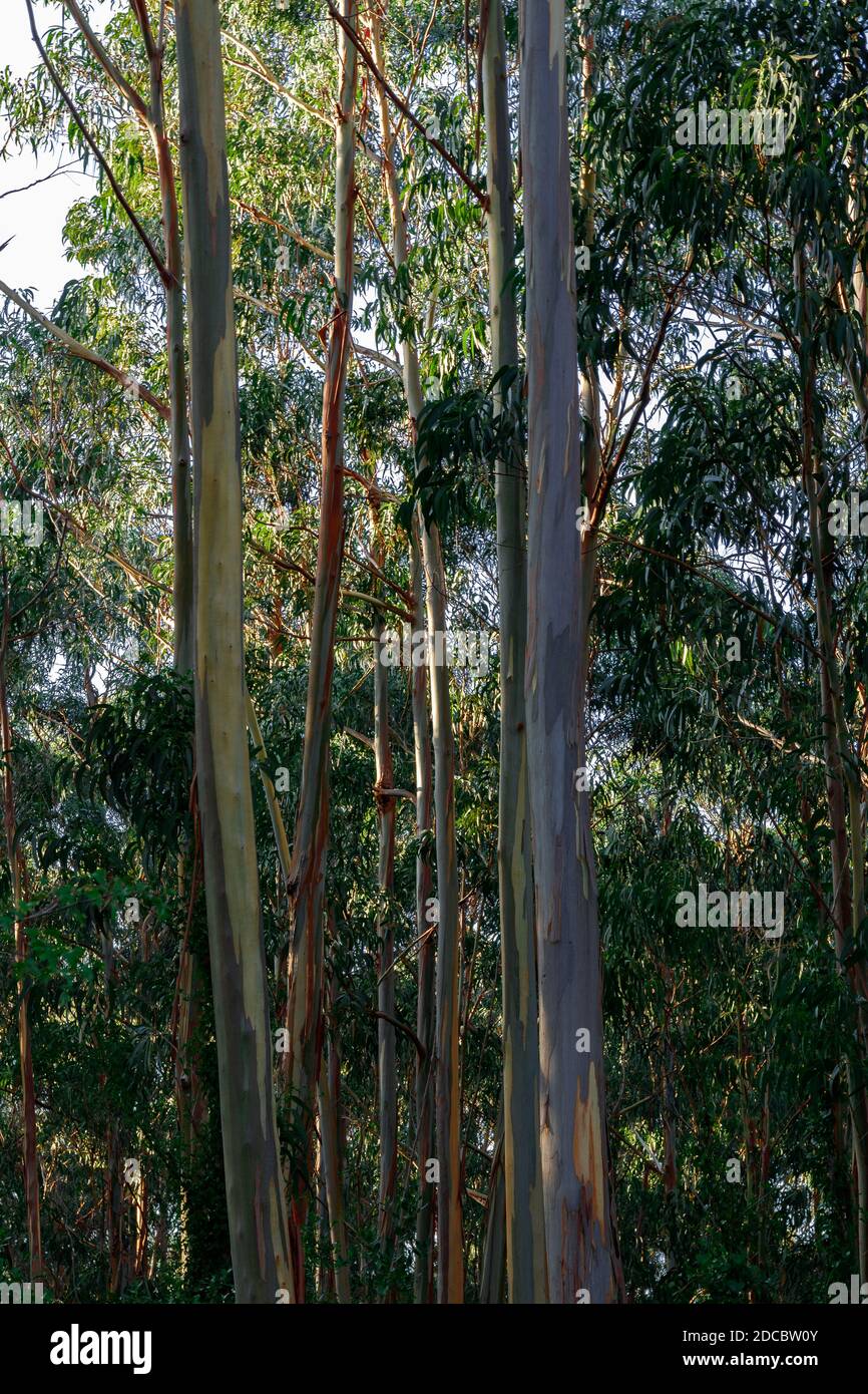 any trees in a park in spain Stock Photo - Alamy