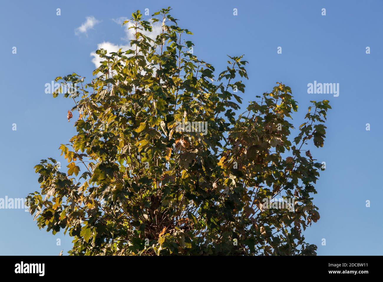 any trees in a park in spain Stock Photo - Alamy