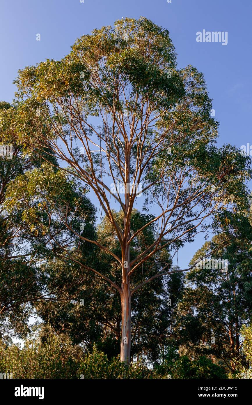 any trees in a park in spain Stock Photo - Alamy
