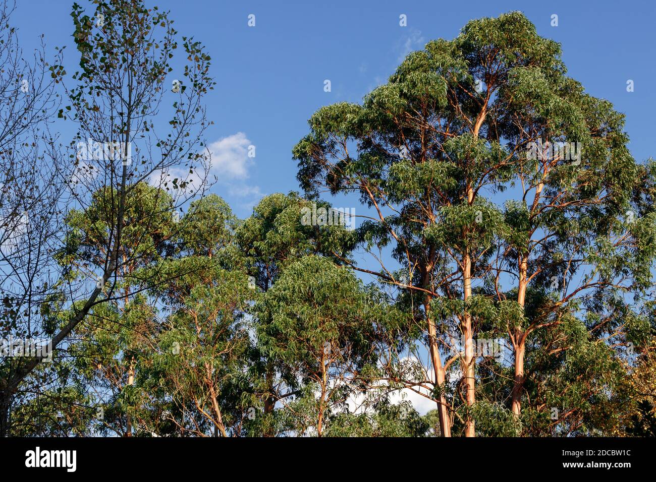 any trees in a park in spain Stock Photo - Alamy