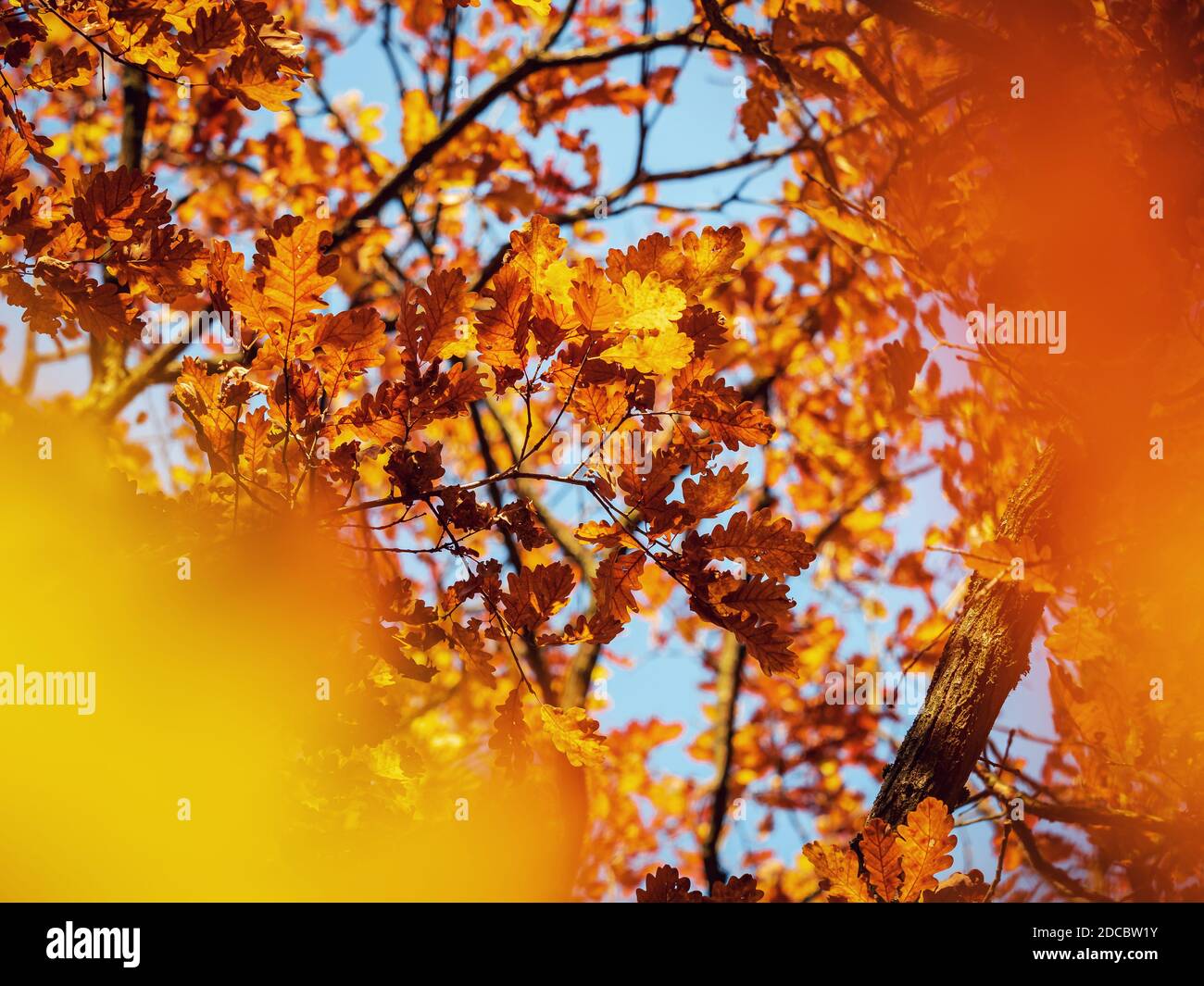 The stunning beauty of autumn leaves. Sunny weather in the forest ...