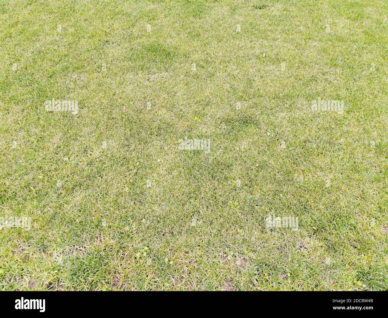 light green dry grass lawn Stock Photo - Alamy