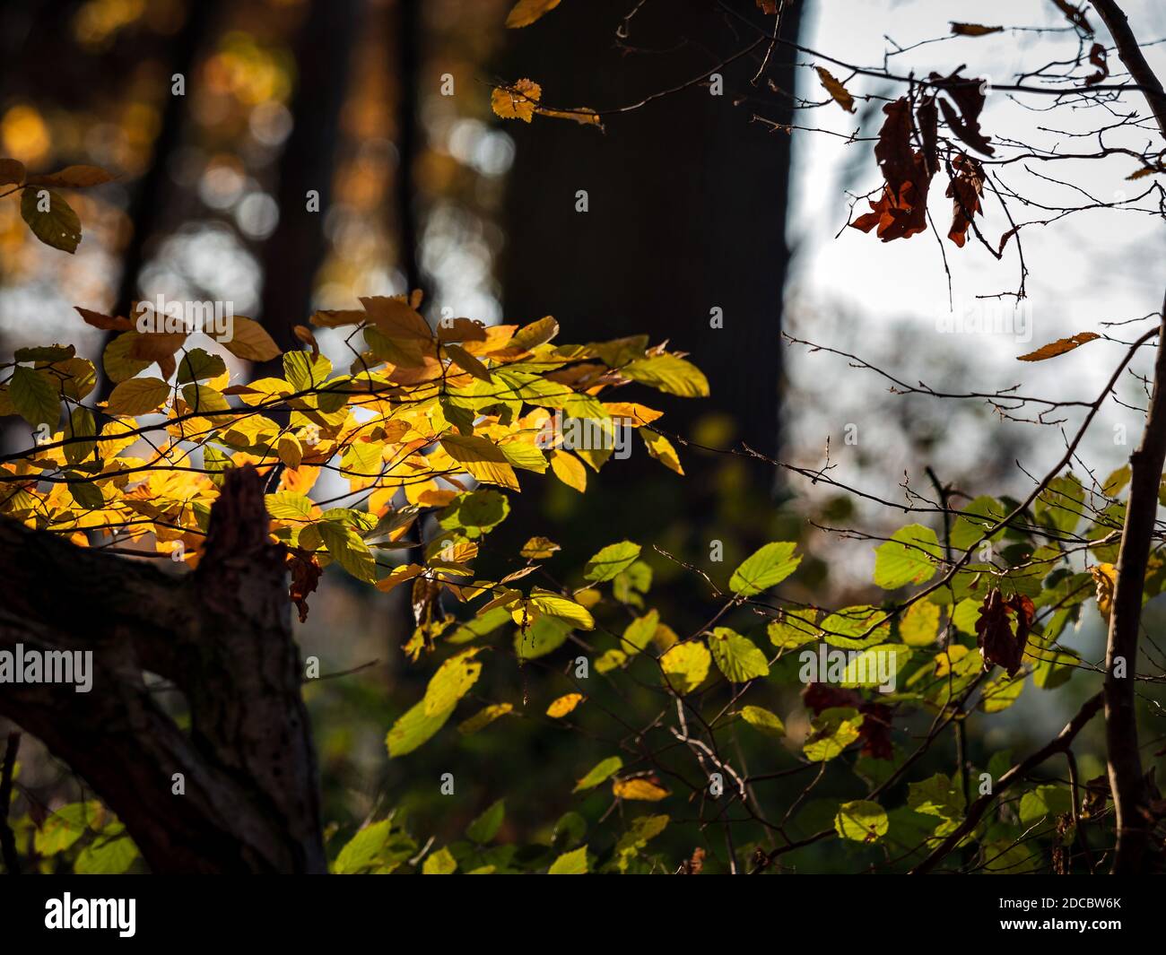 The stunning beauty of autumn leaves. Sunny weather in the forest ...
