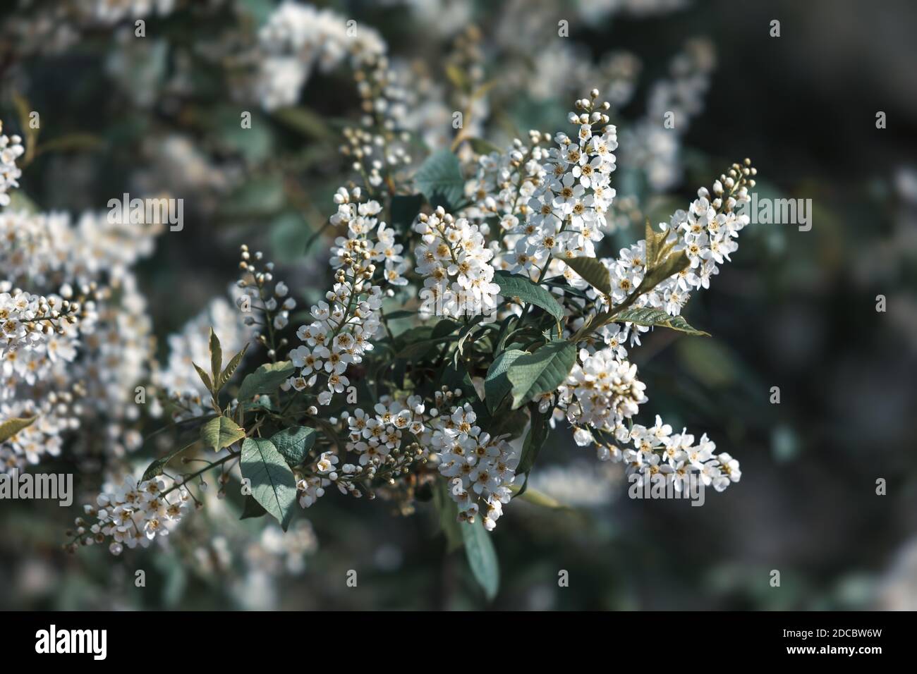 Flowers bird cherry tree. Bird Cherry Tree in Blossom. Closeup with ...