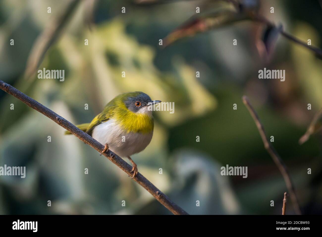 Yellow breasted Apalis standing in shrub in Kruger National park, South ...