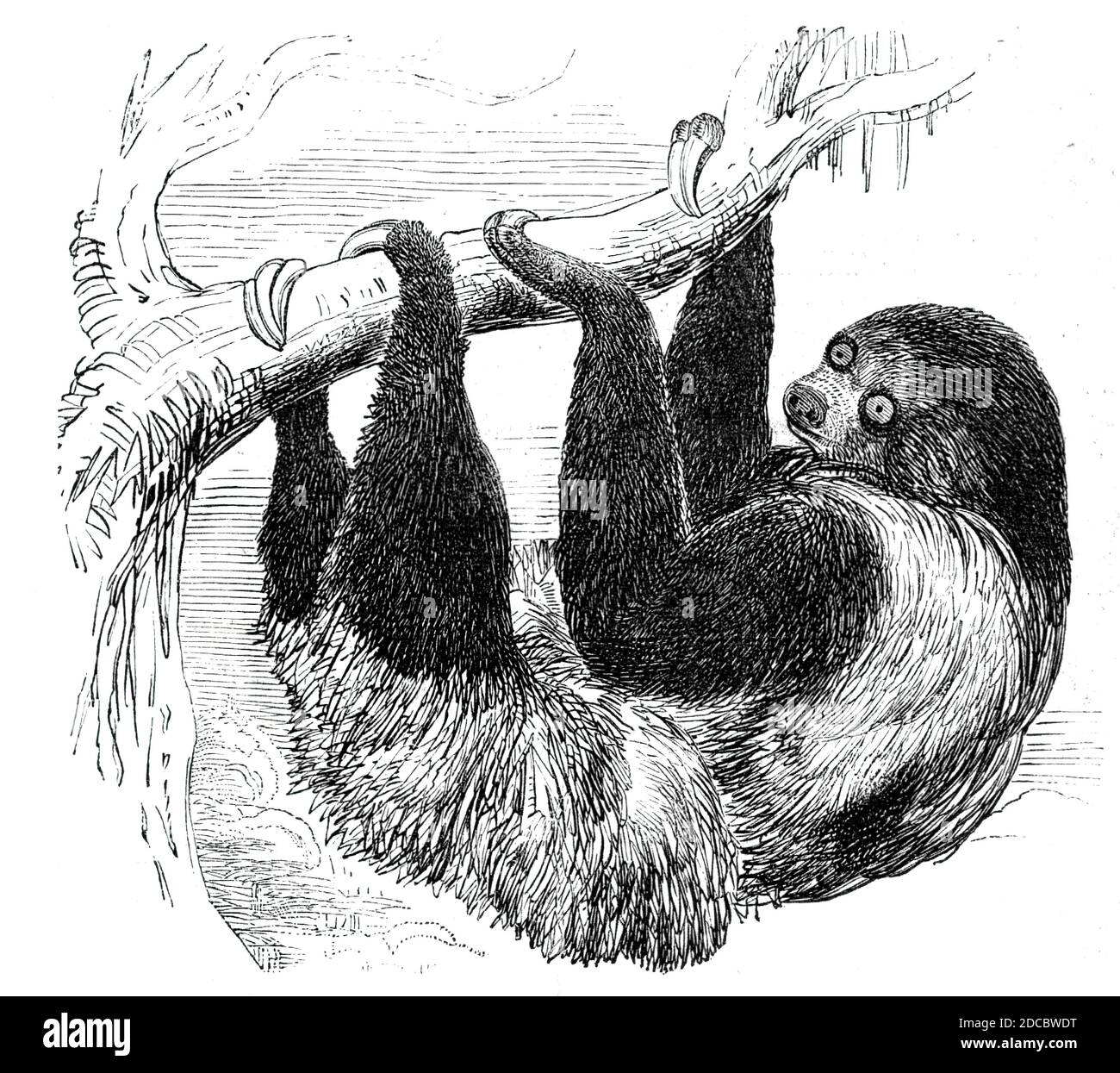 Sloth foot hi-res stock photography and images - Alamy