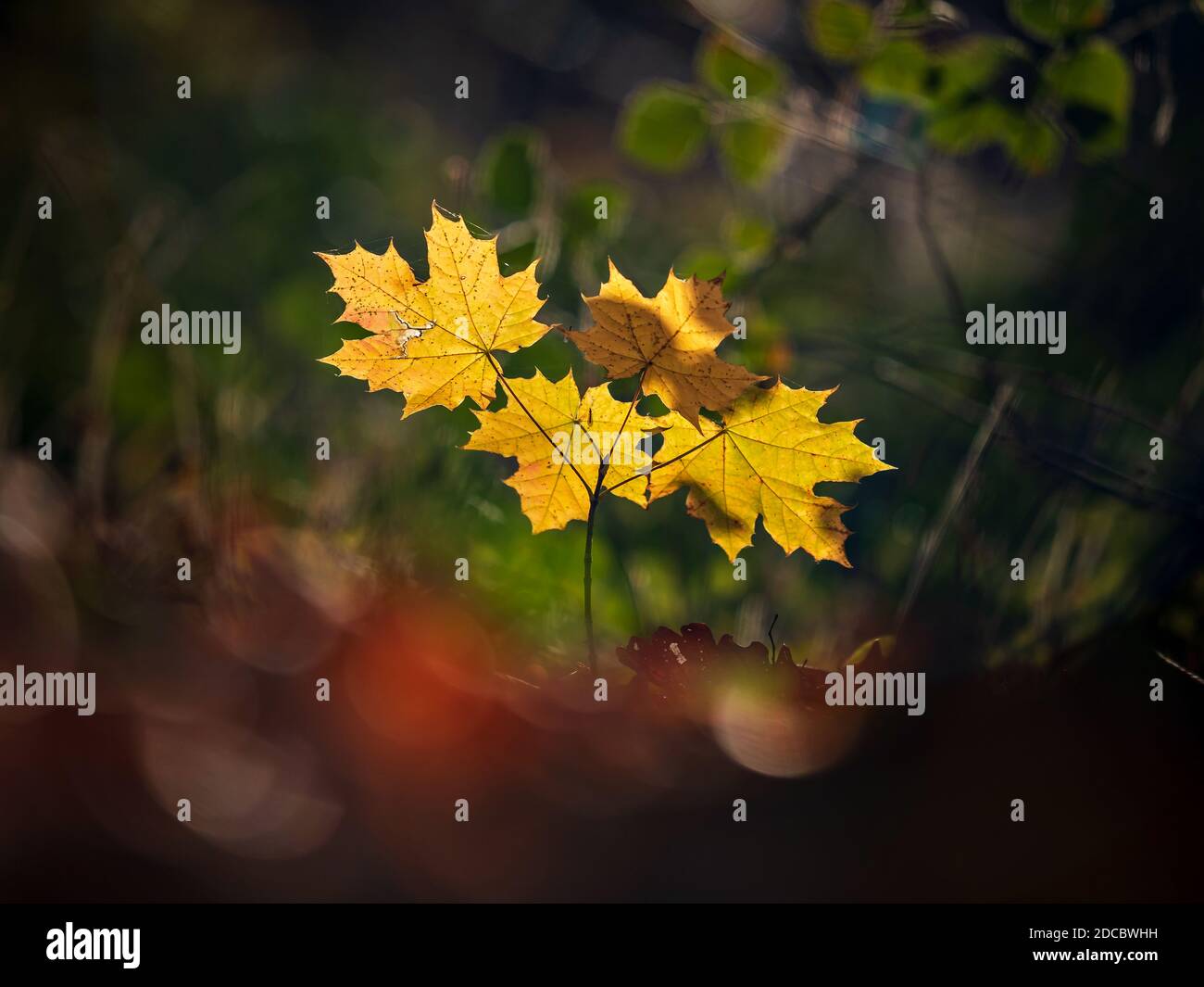 The stunning beauty of autumn leaves. Sunny weather in the forest ...