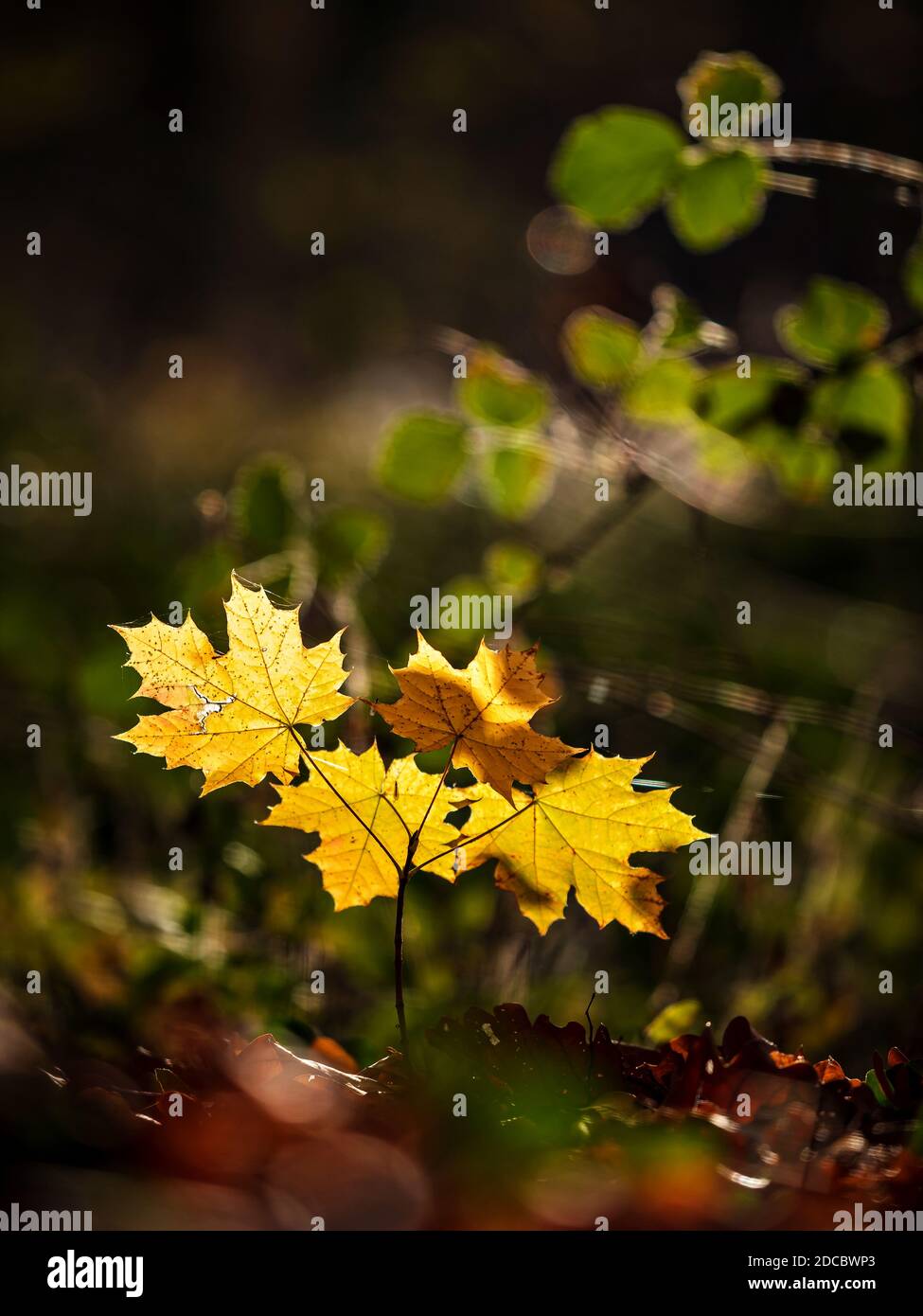 The stunning beauty of autumn leaves. Sunny weather in the forest ...