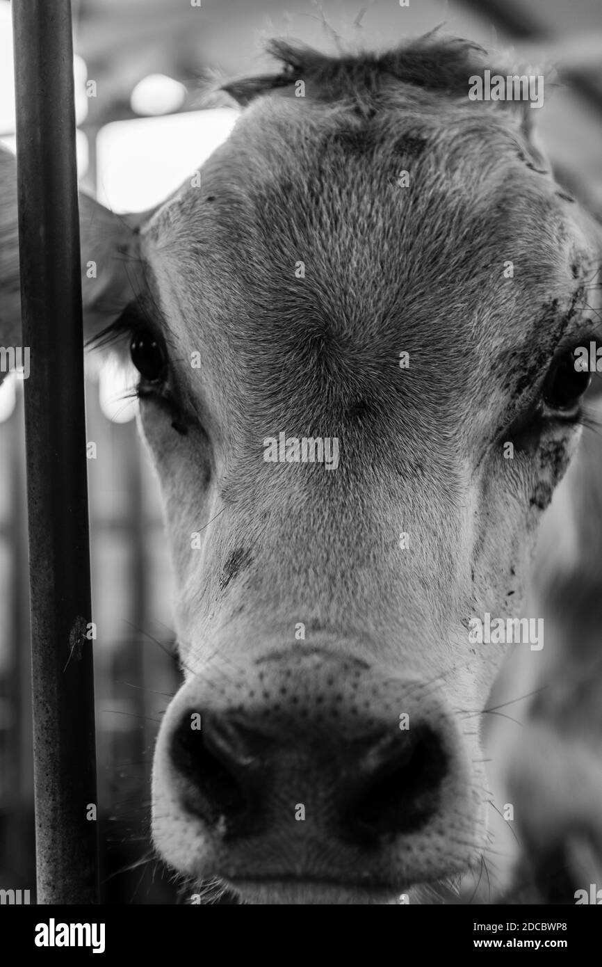 A grayscale vertical shot of cows in a barn Stock Photo - Alamy