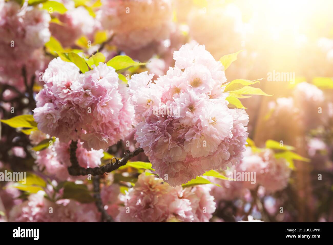 Natural background with sakura flowers in sun light. Cherry blossom ...