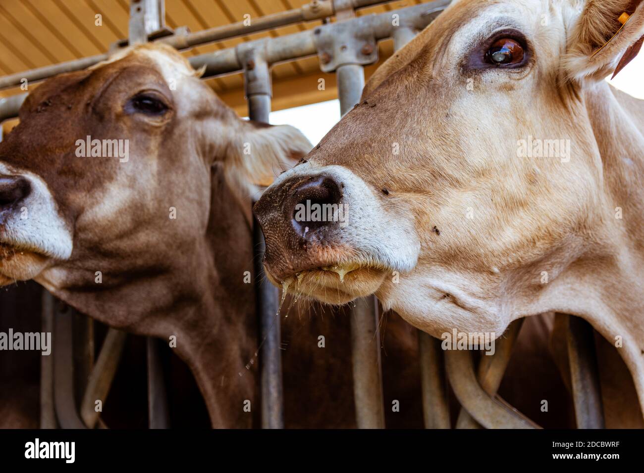 A closeup of cows in a barn Stock Photo - Alamy