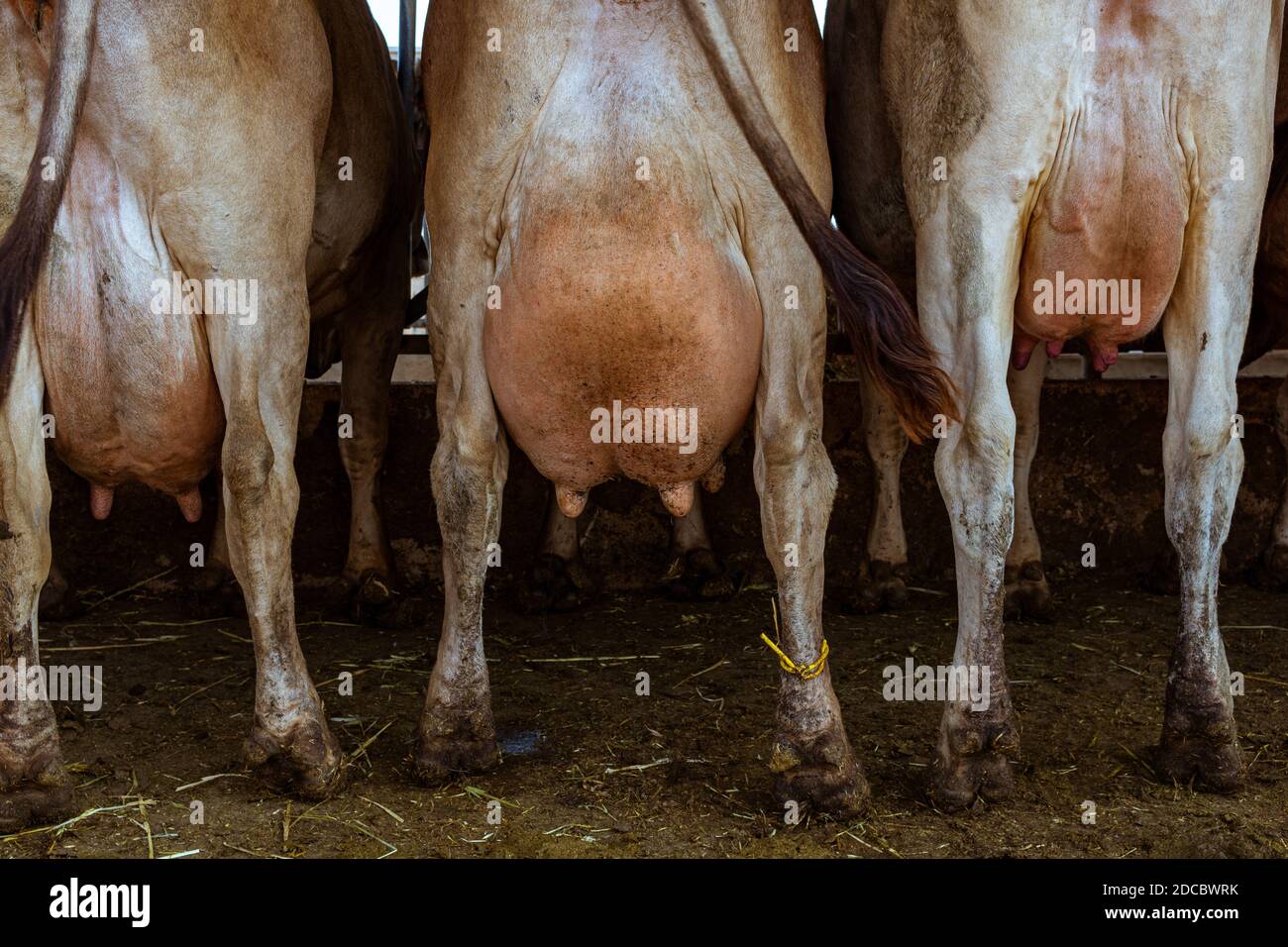 A closeup of udders of cows Stock Photo - Alamy