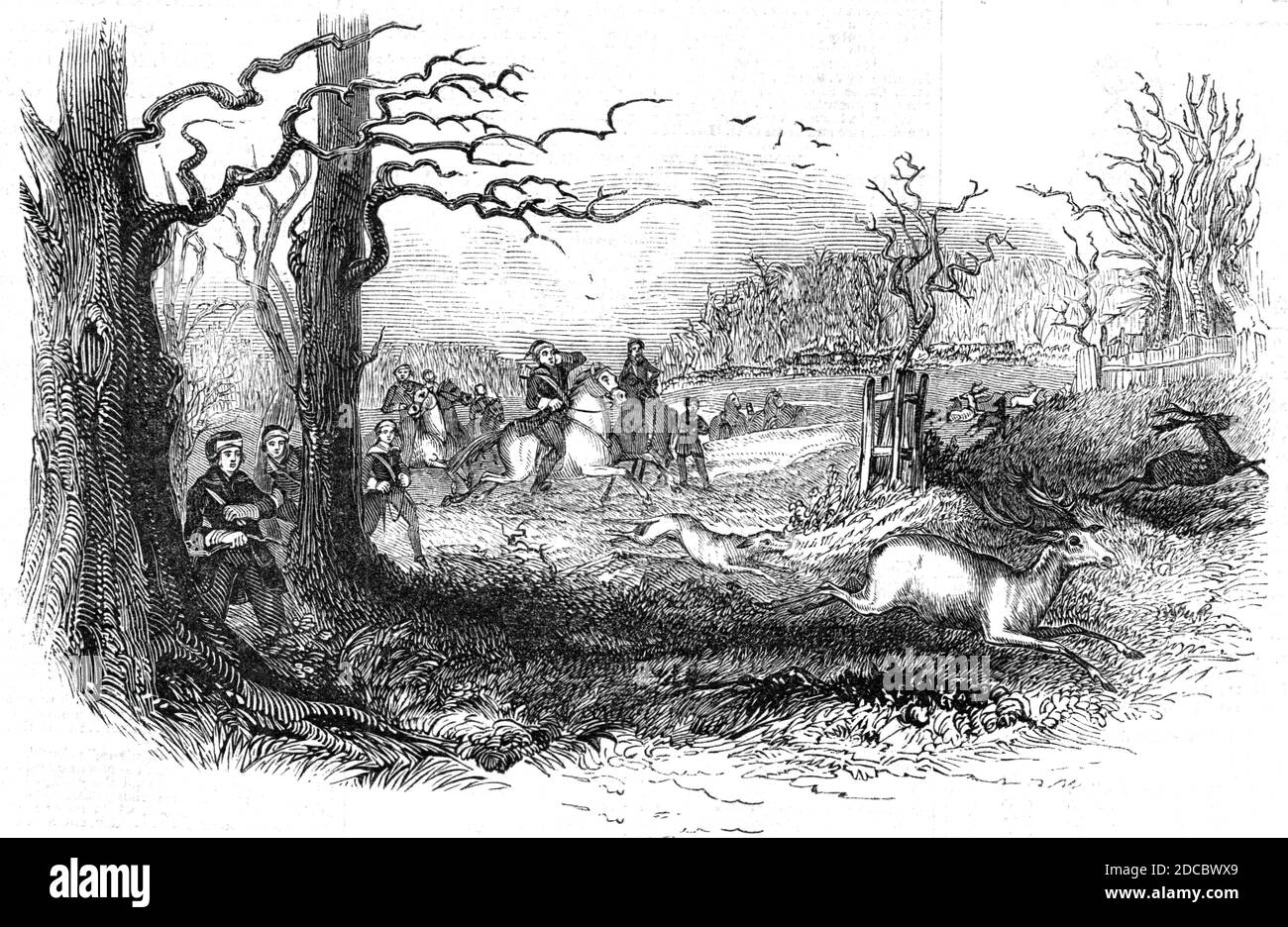 The Berkeley Hunt, 1844. Huntsmen and their dogs chasing deer in ...