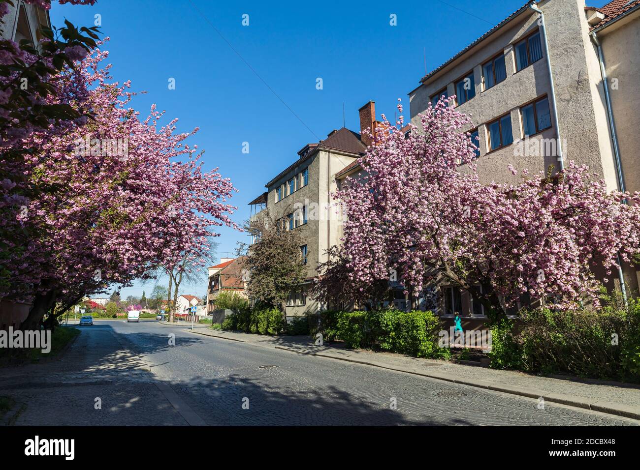 Blossoming pink sakura trees on the streets of city Stock Photo - Alamy