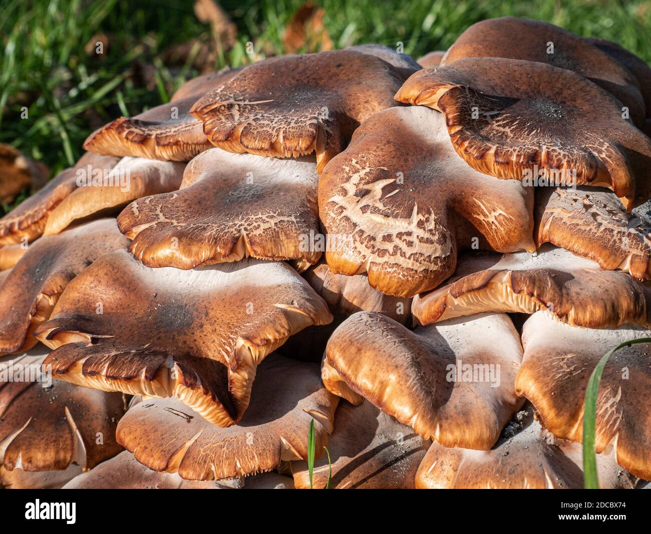 Honey Fungus Armillaria ostoyae growing on the roots of Chestnut and ...