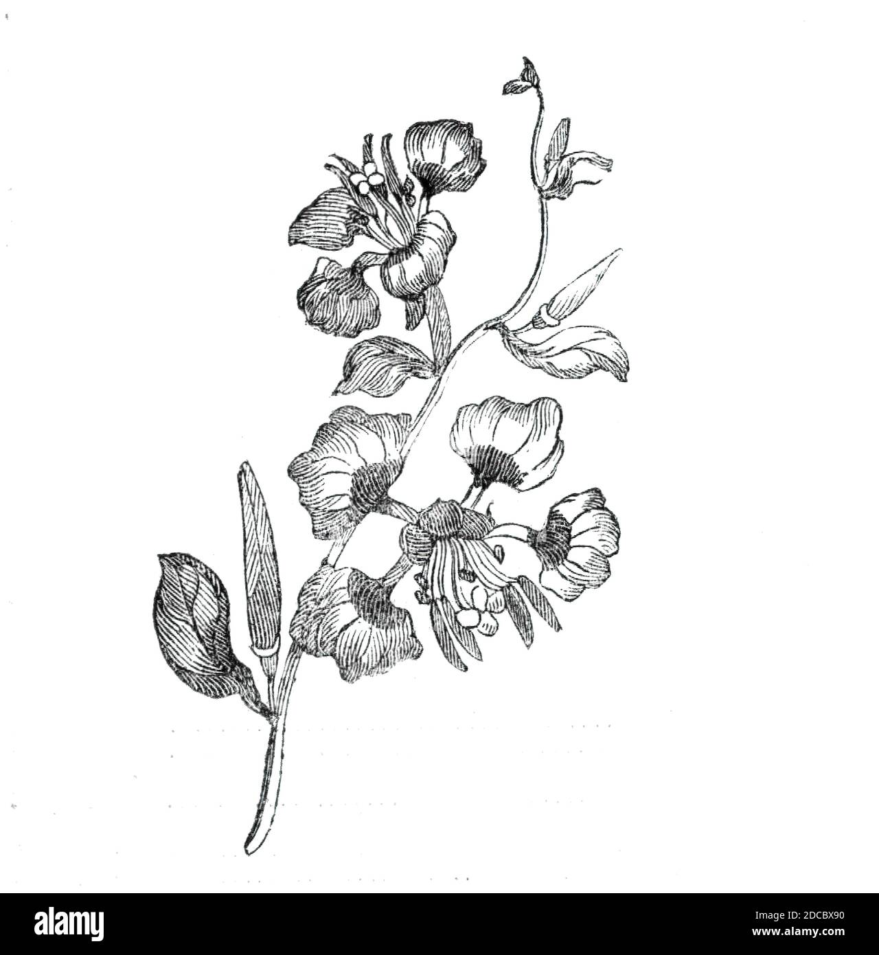 Elegant clarkia, 1843. From "Illustrated London News", 1844, Vol I ...