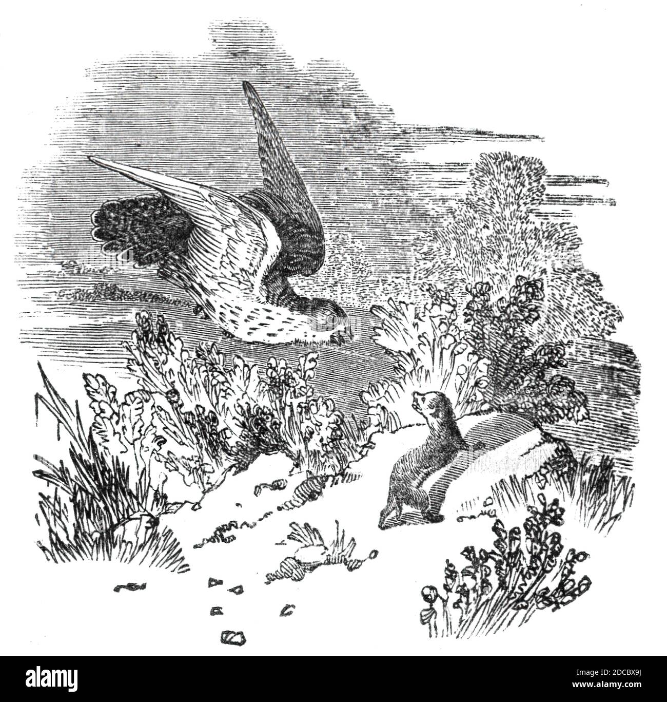 Dead weasel hi-res stock photography and images - Alamy