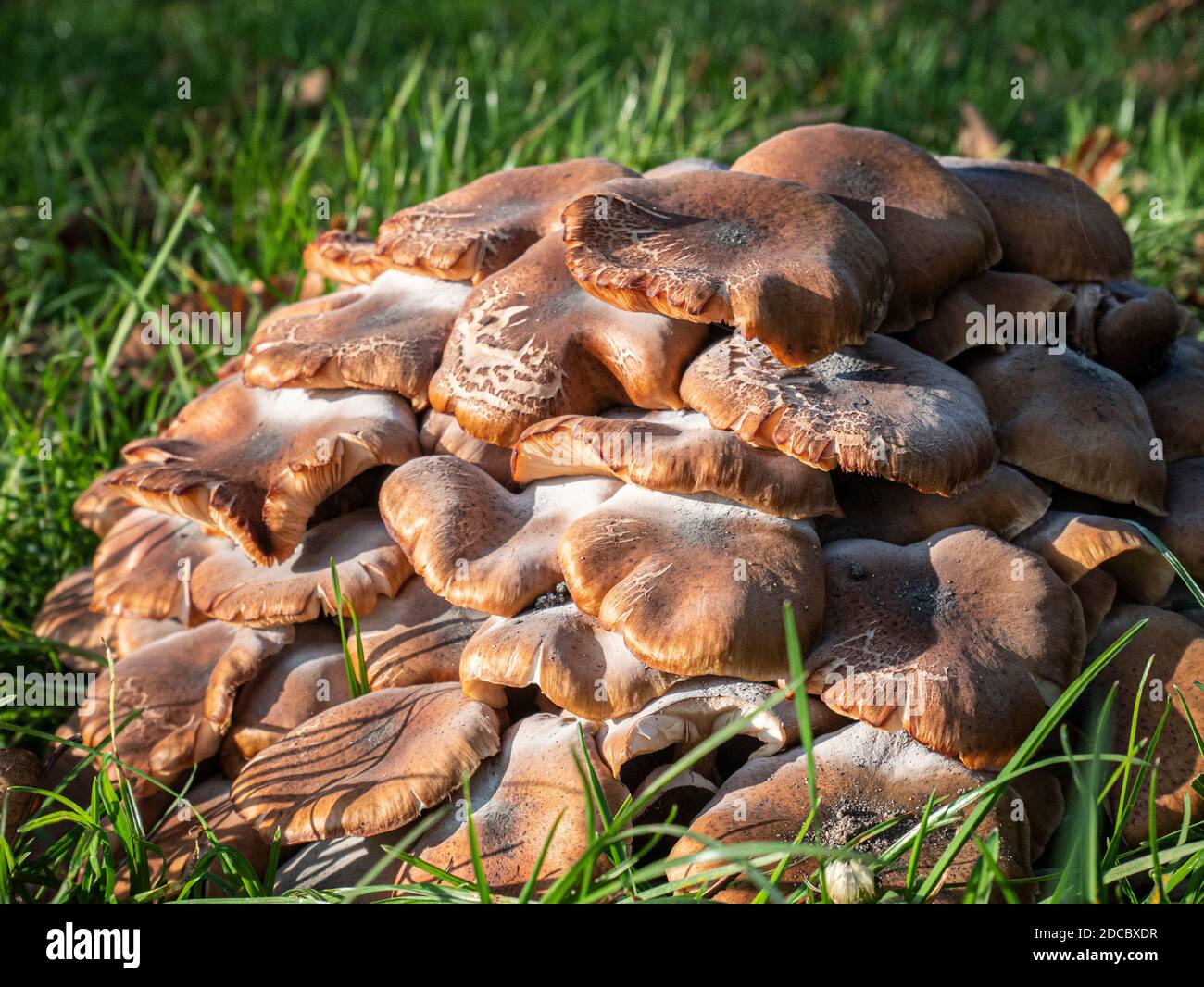 Honey Fungus Armillaria ostoyae growing on the roots of Chestnut and ...