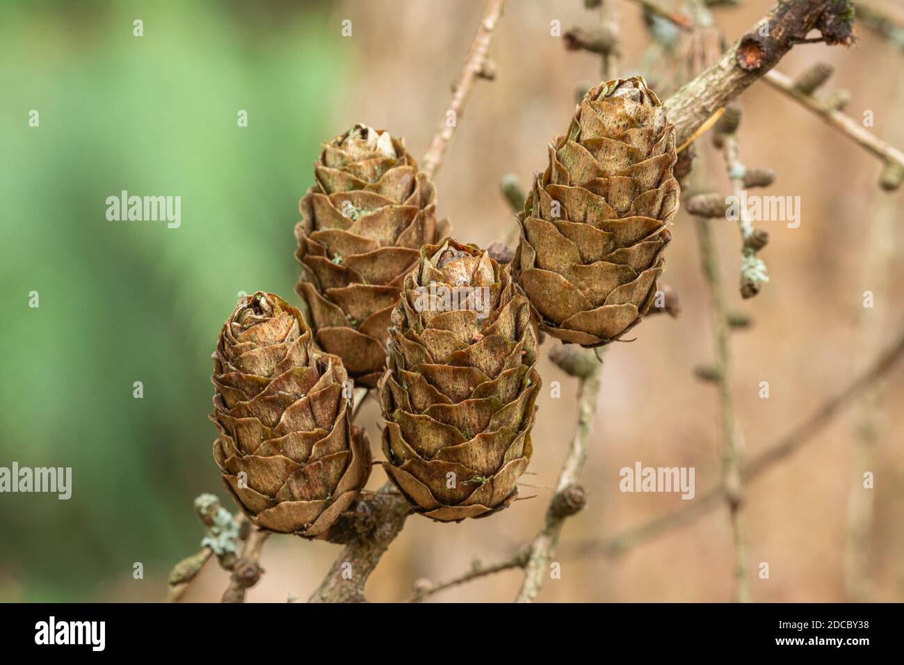 Larix marschlinsii hi-res stock photography and images - Alamy