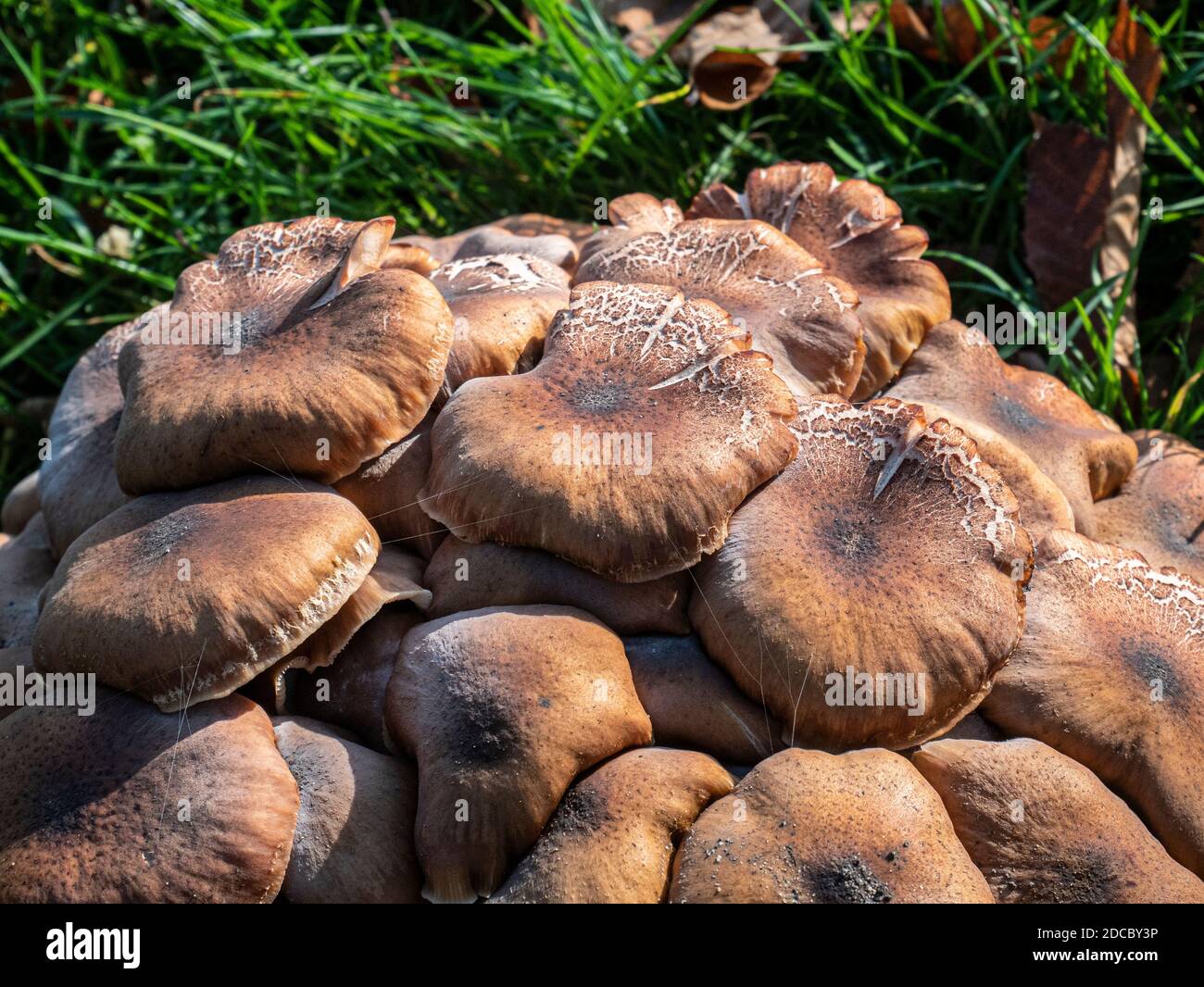 Honey Fungus Armillaria ostoyae growing on the roots of Chestnut and ...