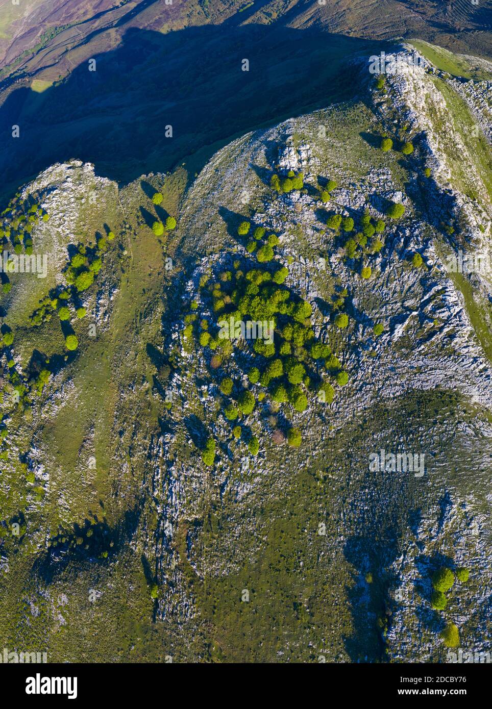 Beech forest in springtime, Cerredo Mountain, Montaña Oriental Costera ...
