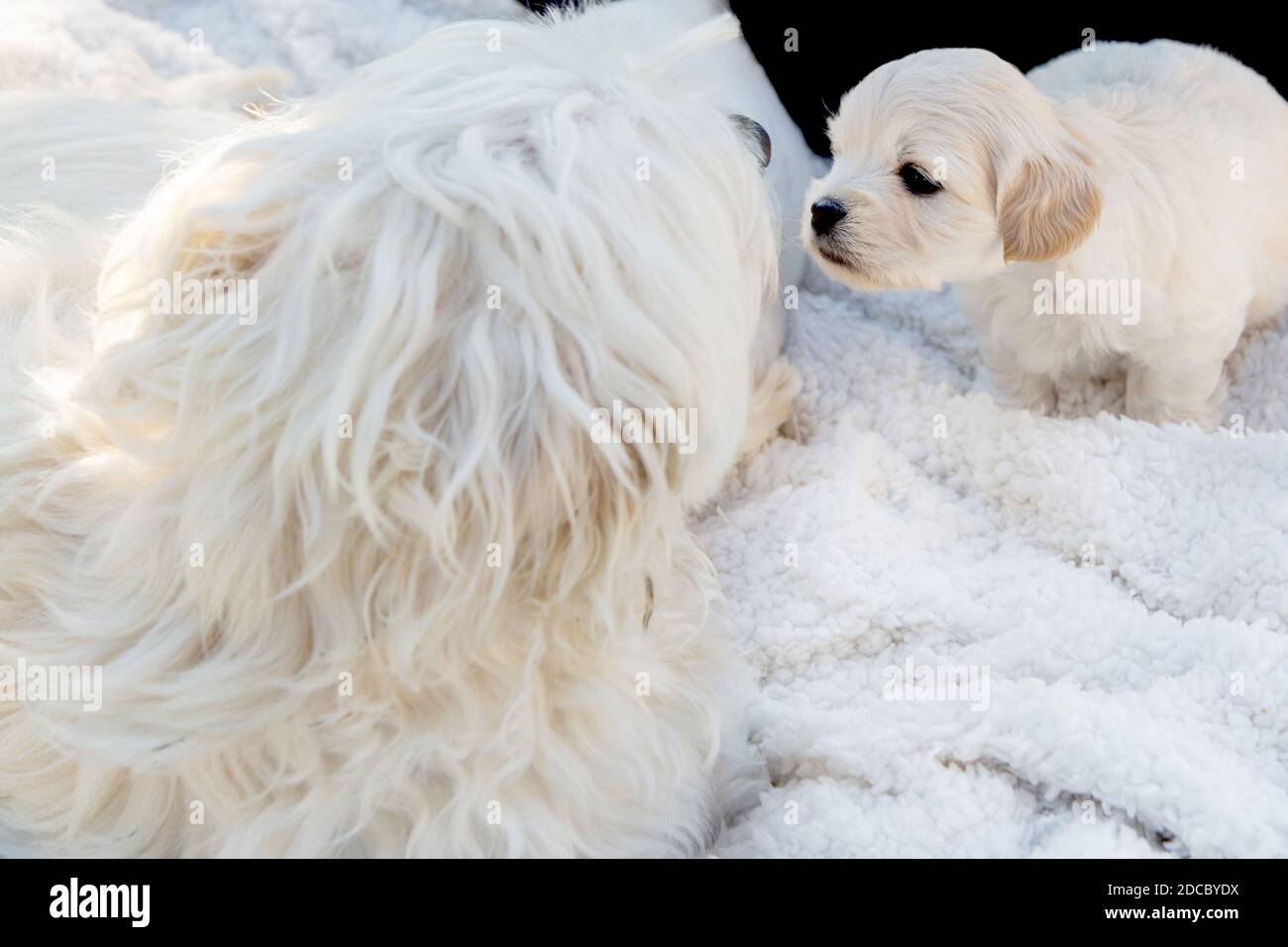Beautiful White Dogs Wallpaper