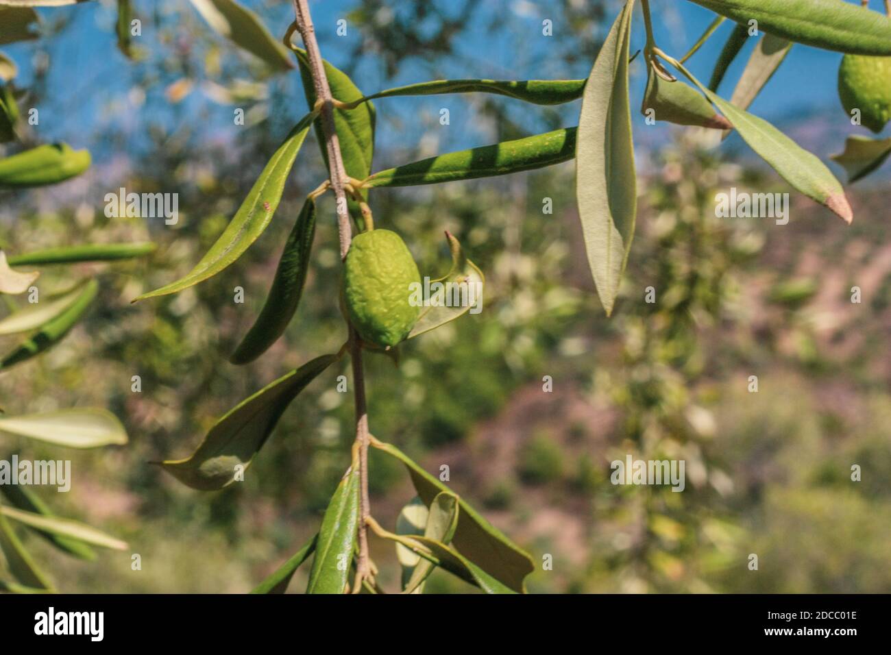 Olive tree leaves texture hi-res stock photography and images - Alamy