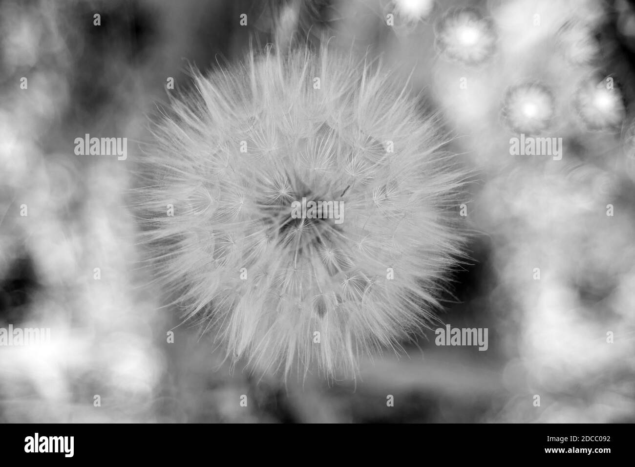 Drops in grass Black and White Stock Photos & Images - Alamy