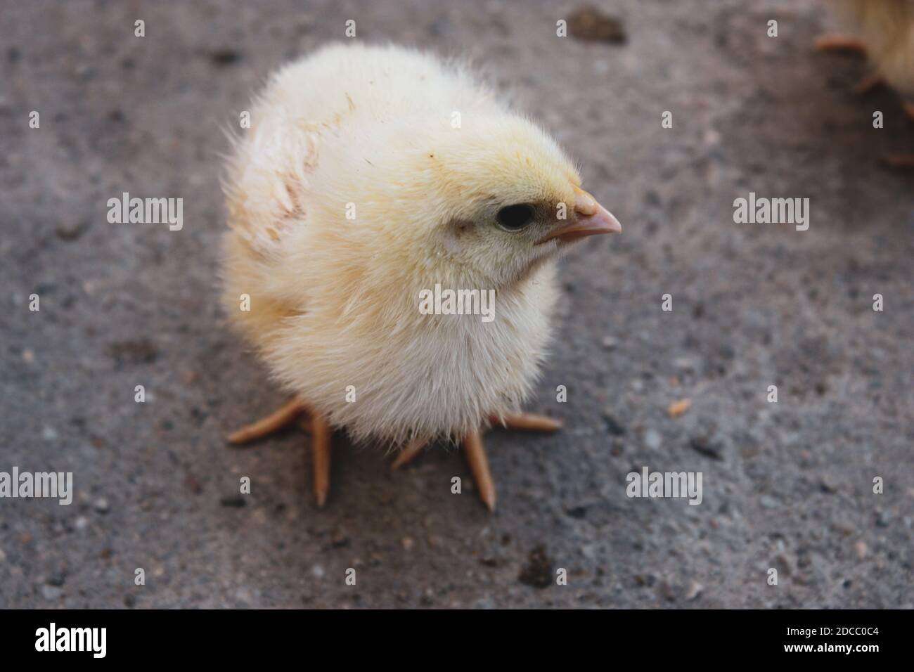 Small, yellow, fluffy chicken Stock Photo - Alamy