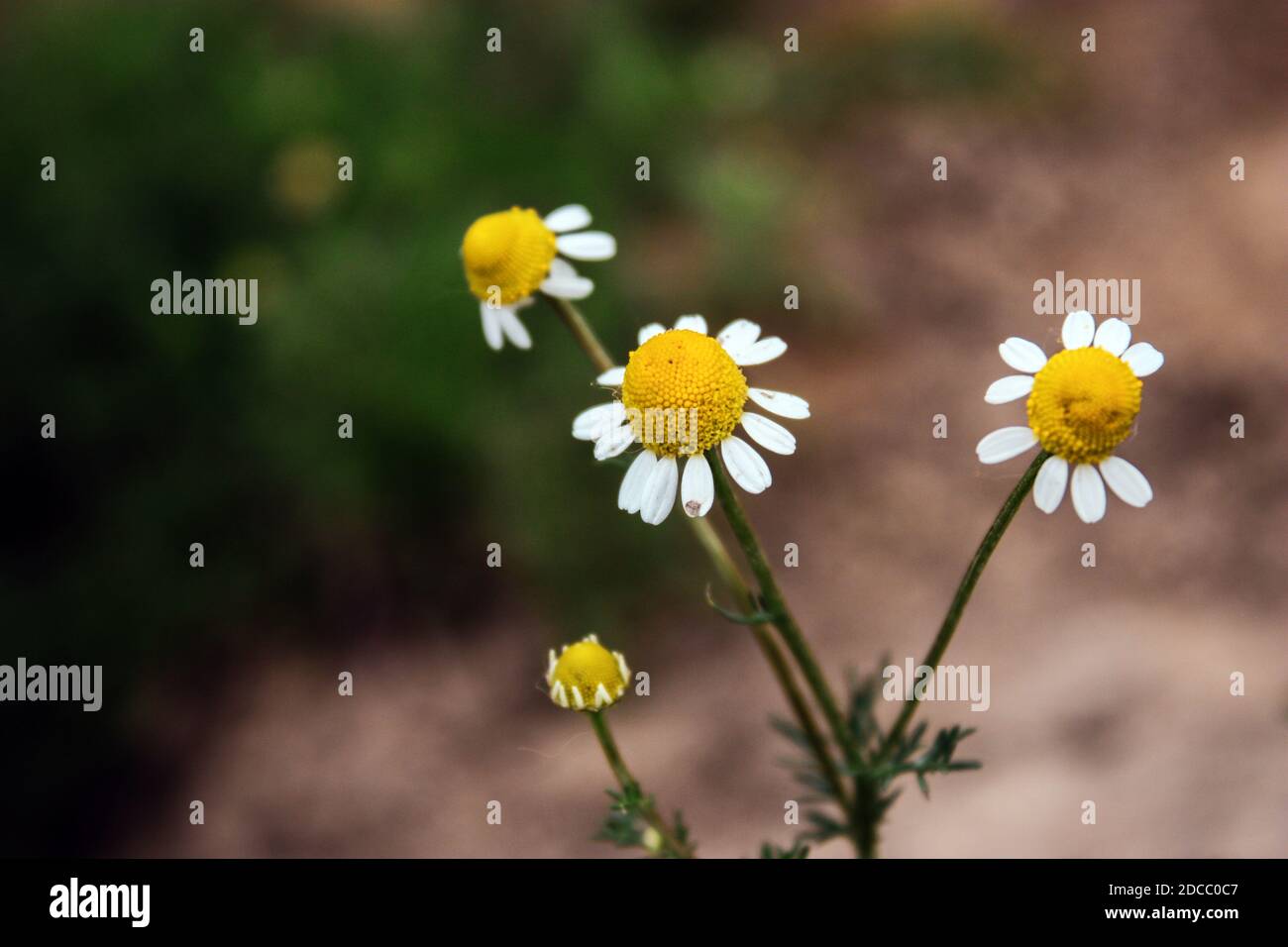 Chamomile flowers in wild hi-res stock photography and images - Alamy