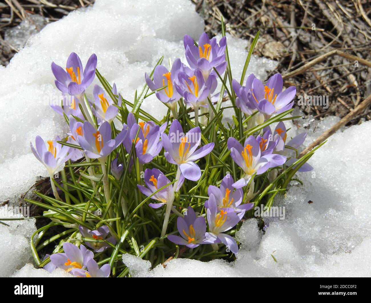 Fleurs au début du printemps hi-res stock photography and images - Alamy