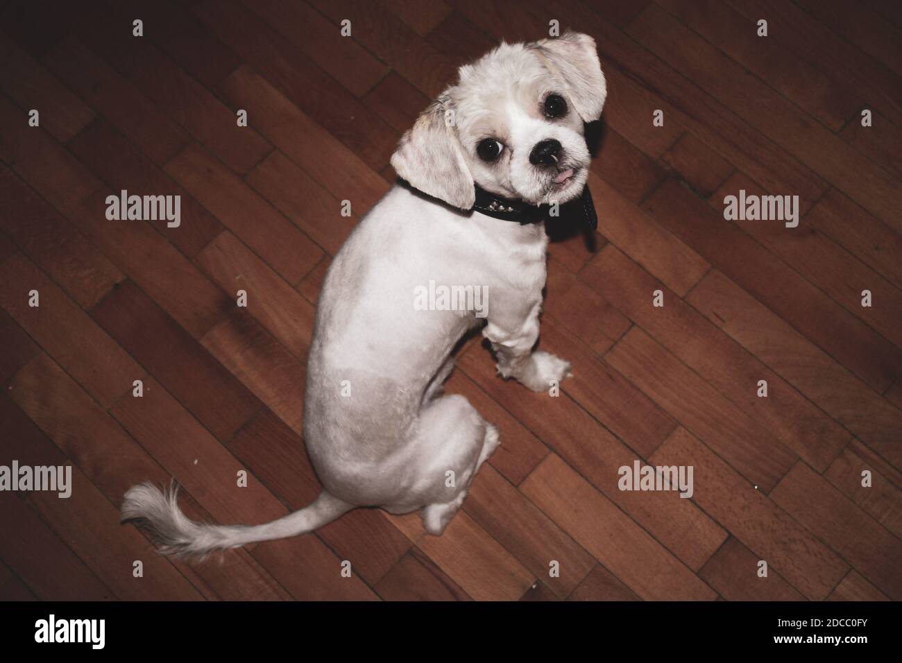 Portrait of a white small dog Stock Photo - Alamy