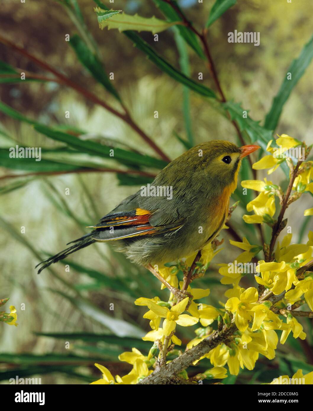 RED BILLED LEIOTHRIX leiothrix lutea, ADULT WITH FLOWERS Stock Photo ...