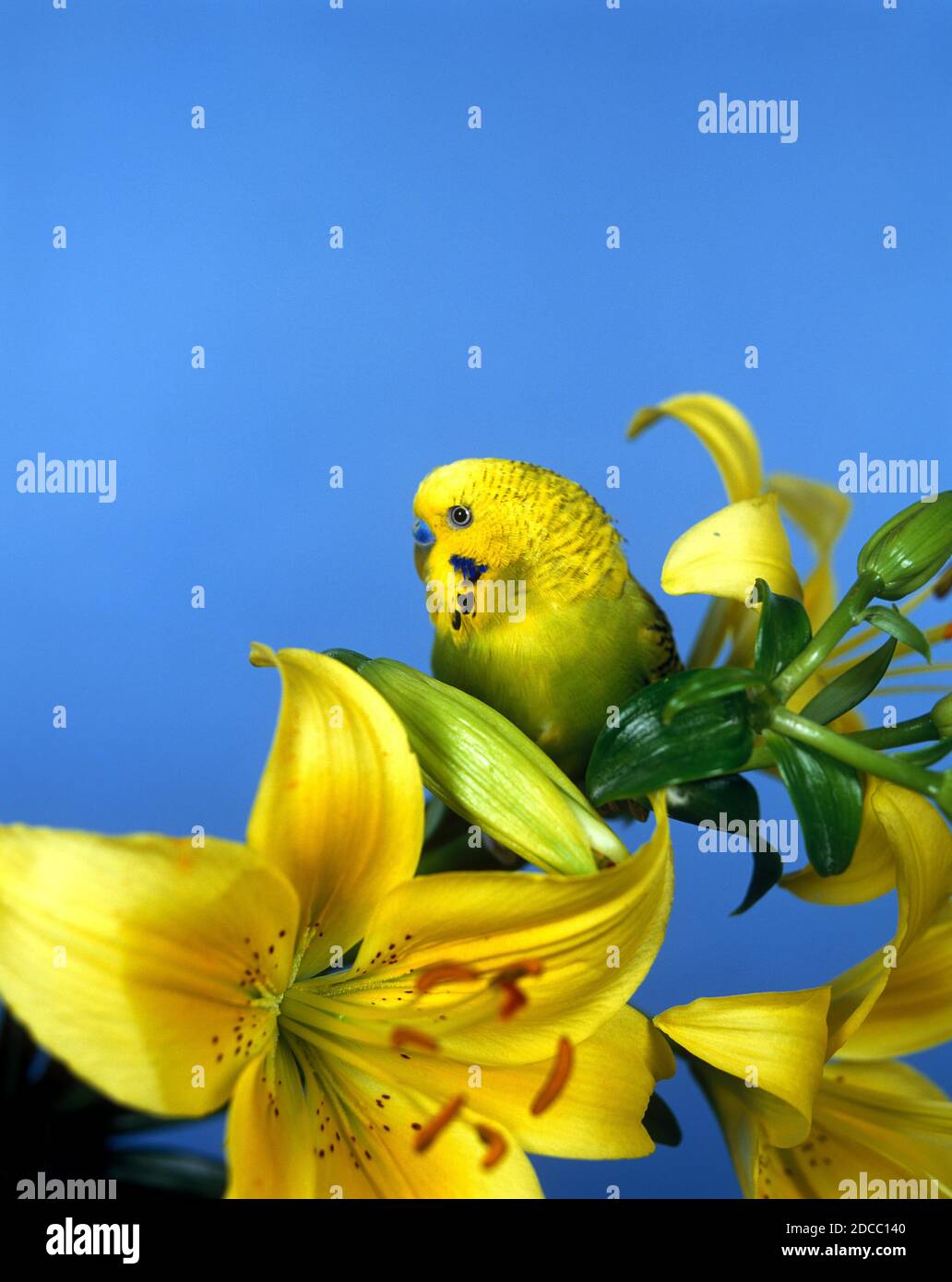 BUDGERIGAR melopsittacus undulatus, ADULT WITH LILY FLOWER Stock Photo ...