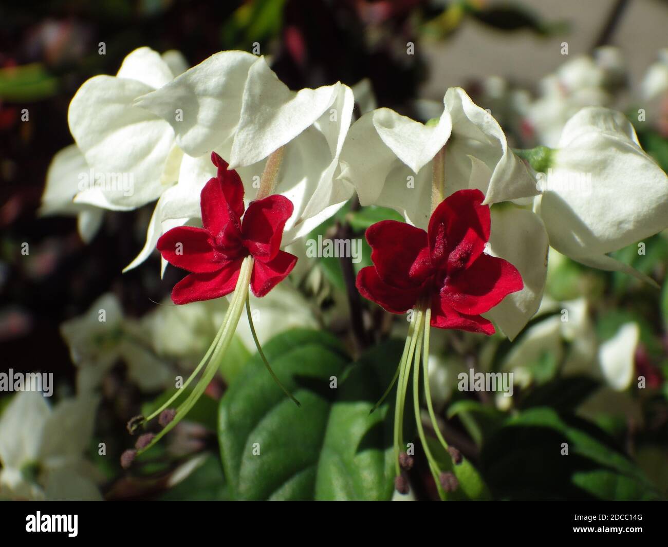 A closeup of a 'bleeding glory-bower" or a "bagflower Stock Photo - Alamy
