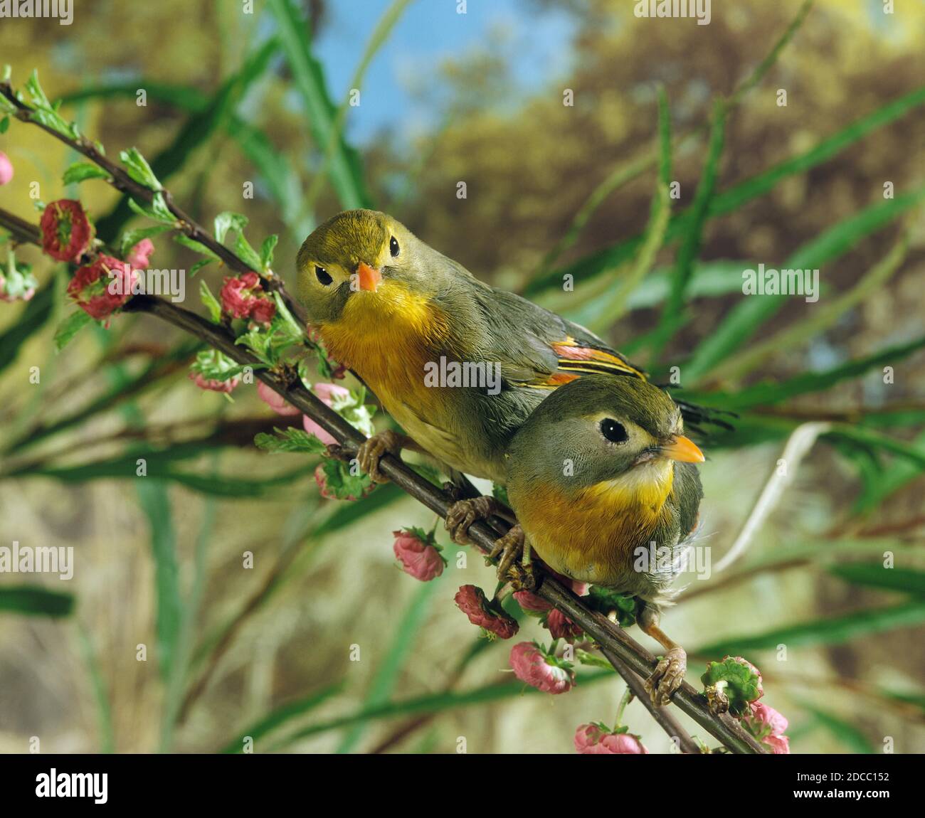 RED BILLED LEIOTHRIX leiothrix lutea, ADULTS WITH FLOWERS Stock Photo ...