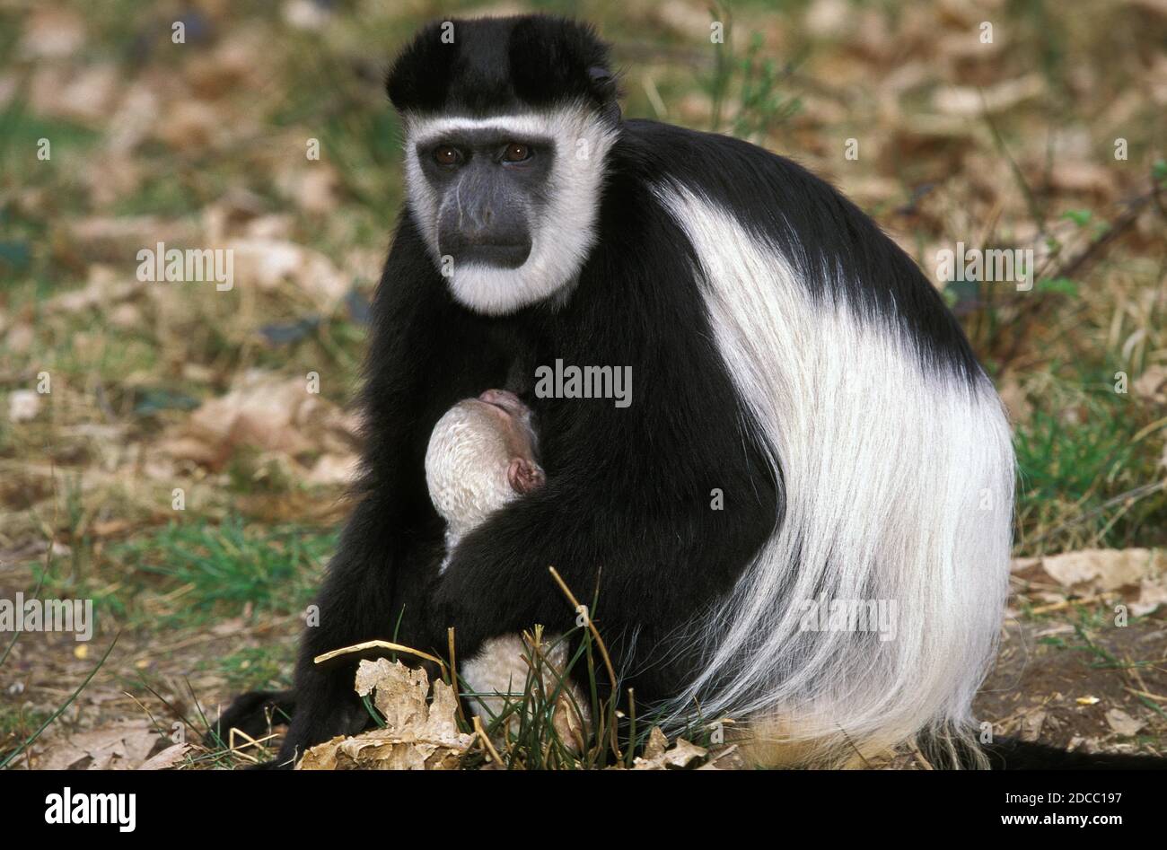 BLACK AND WHITE COLOMBUS MONKEY colobus guereza, MOTHER WITH YOUNG ...