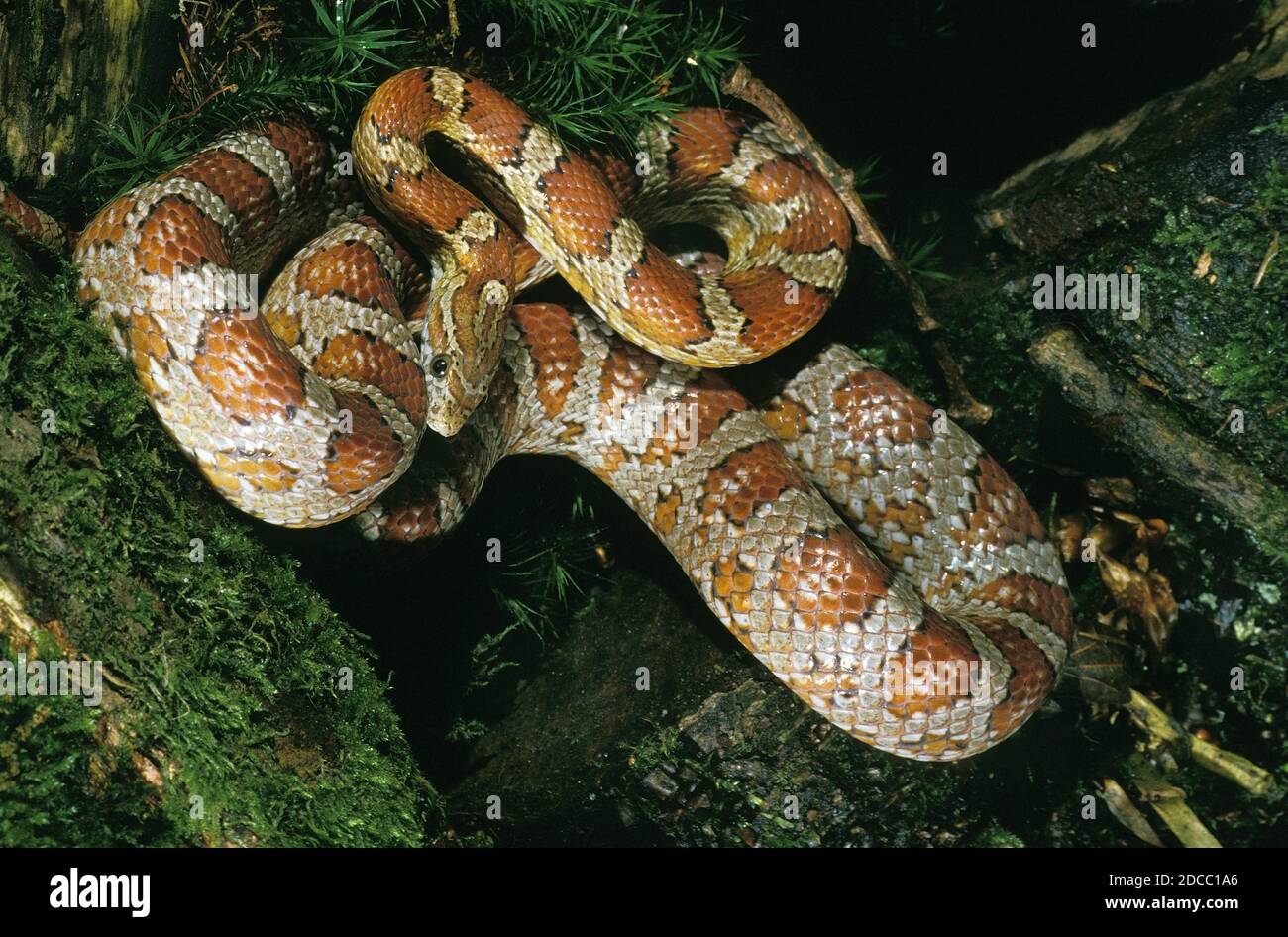 Corn snake elaphe guttata adult hi-res stock photography and images - Alamy