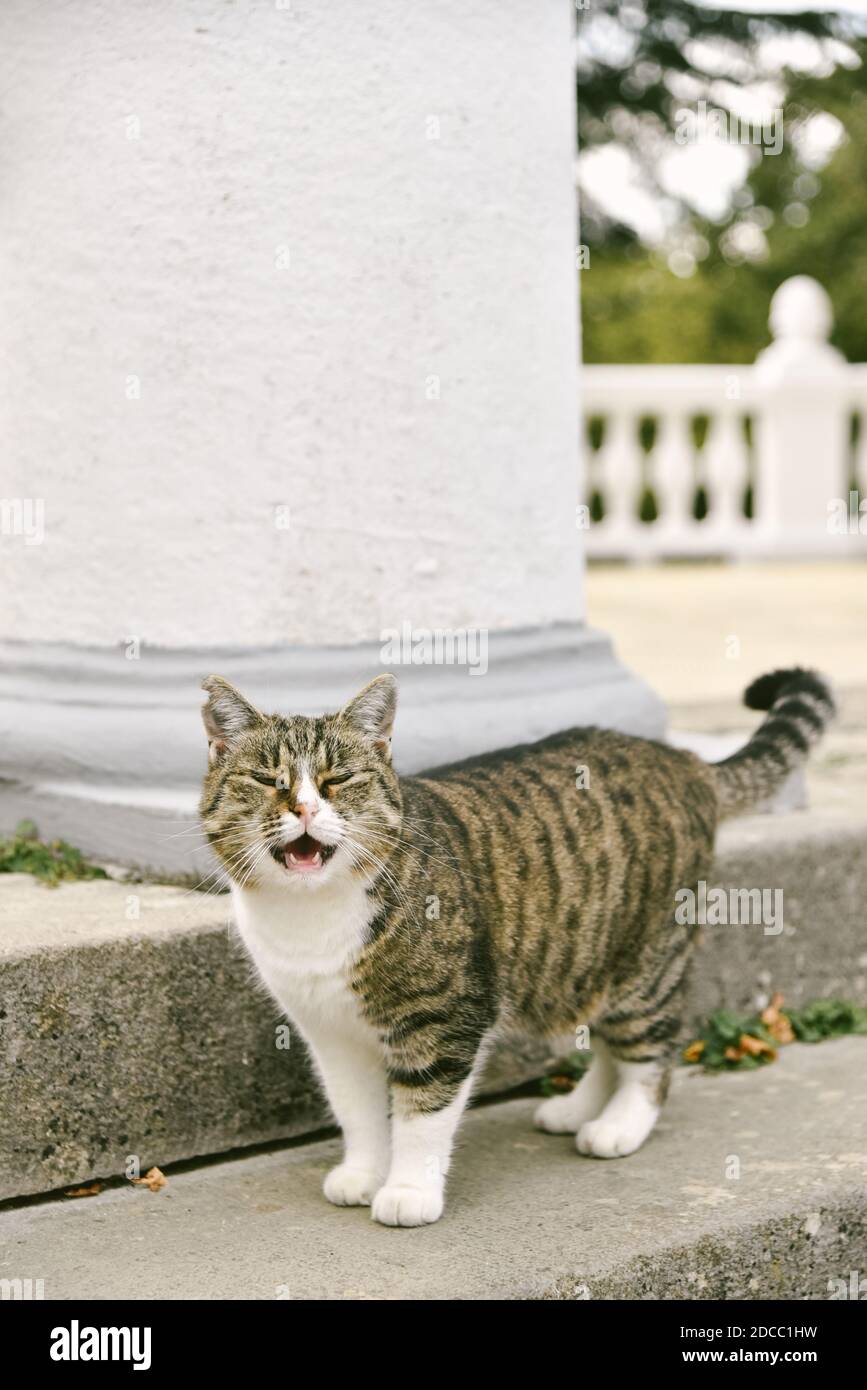 Impudent hi-res stock photography and images - Alamy