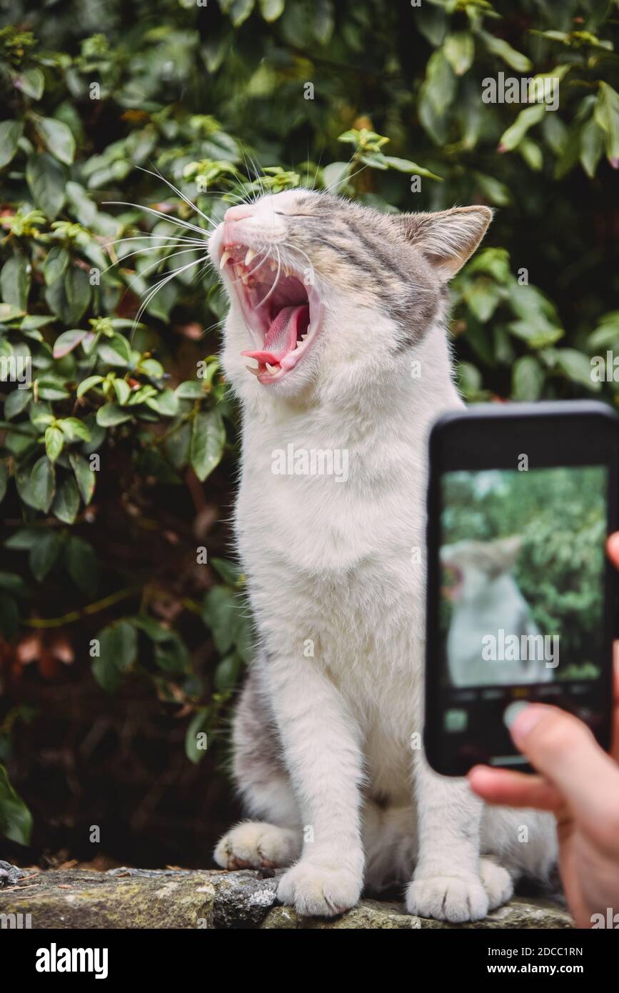 Homeless man with cat hi-res stock photography and images - Alamy