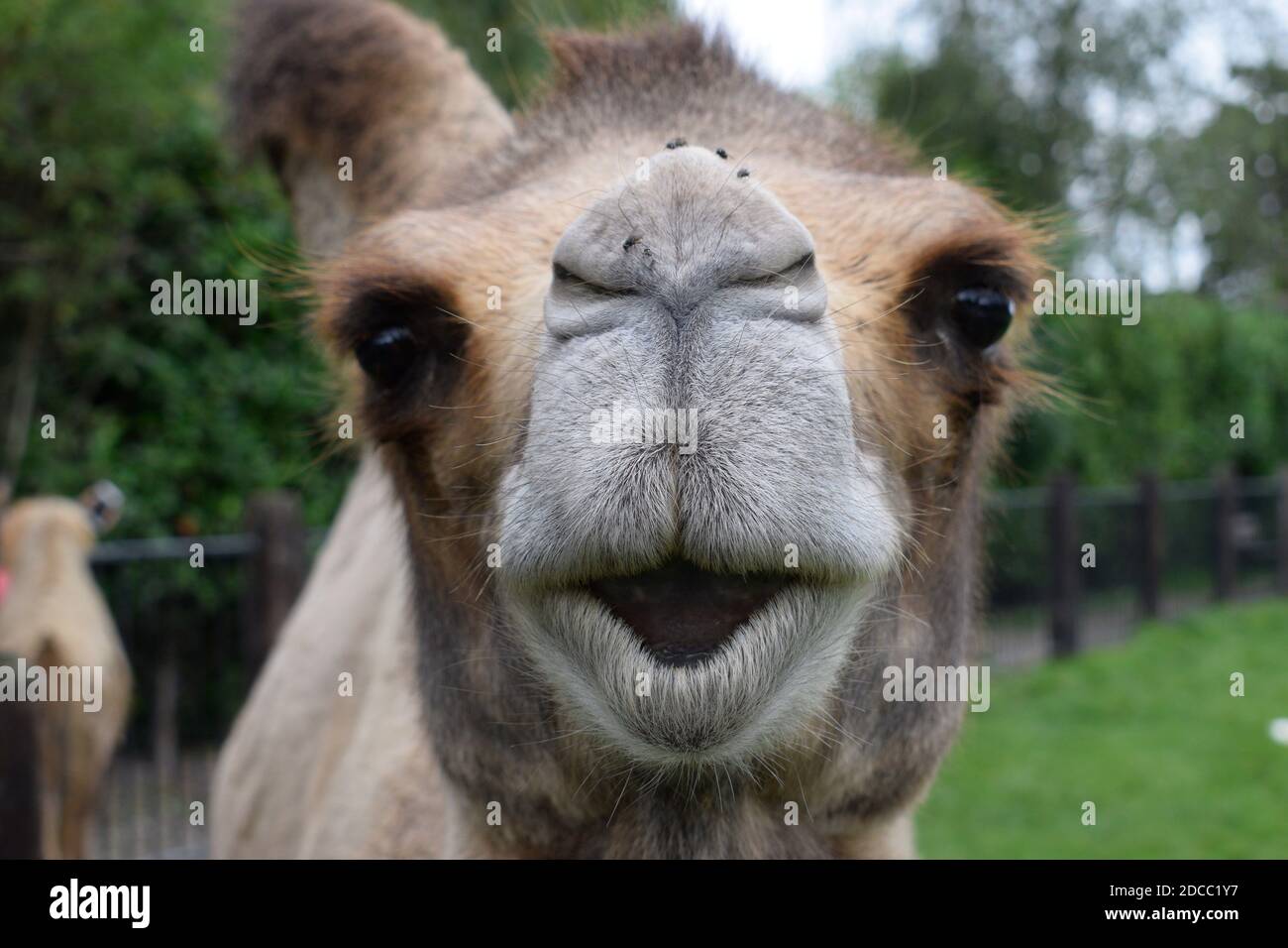 Camel head with flies Stock Photo - Alamy