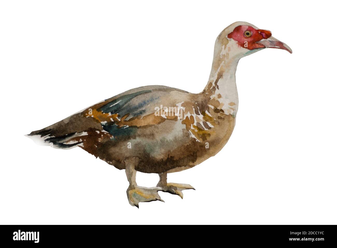 watercolor muscovy duck original illustration isolated on white ...