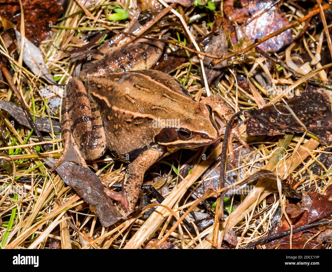 moor frog (Rana arvalis), in a riverside forest near the danube river ...