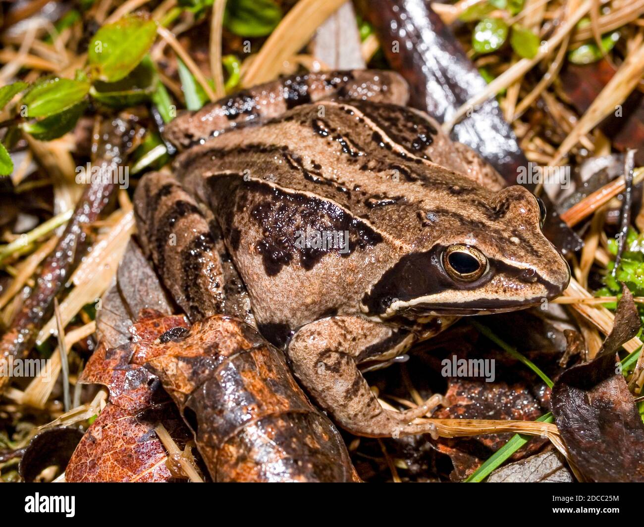 moor frog (Rana arvalis), in a riverside forest near the danube river ...