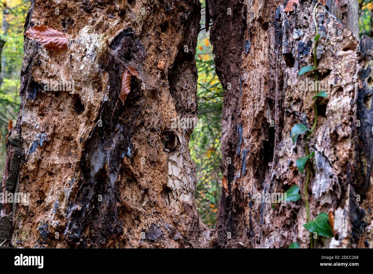 Decaying timber closeup hi-res stock photography and images - Alamy