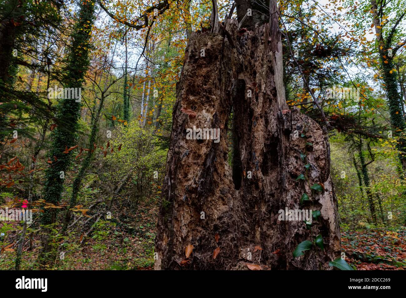 Decaying tree bark hi-res stock photography and images - Alamy