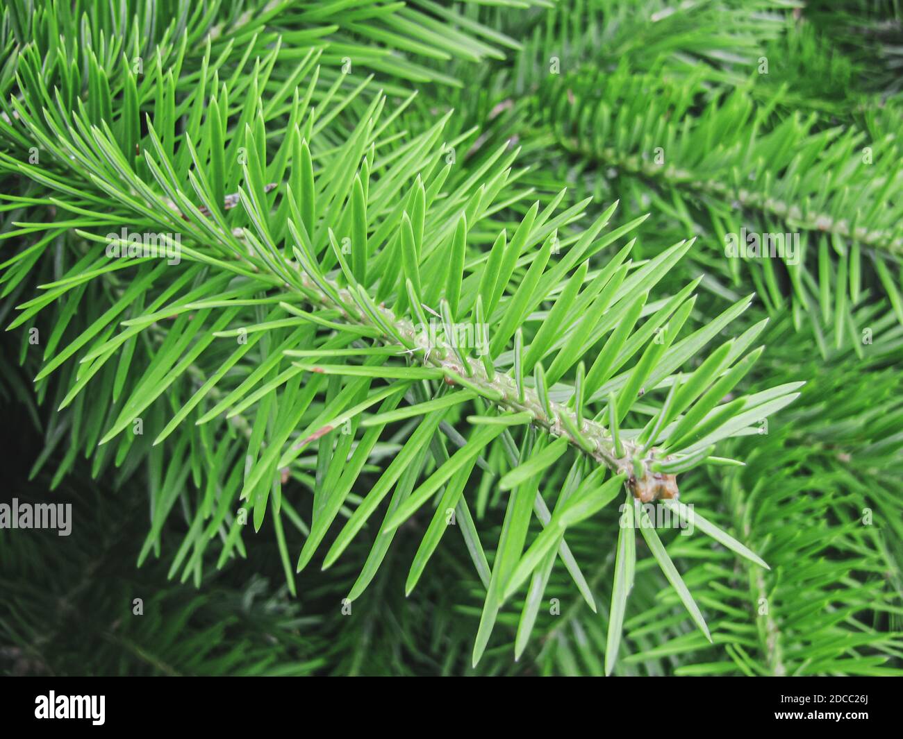 Cristmas tree branch hi-res stock photography and images - Alamy
